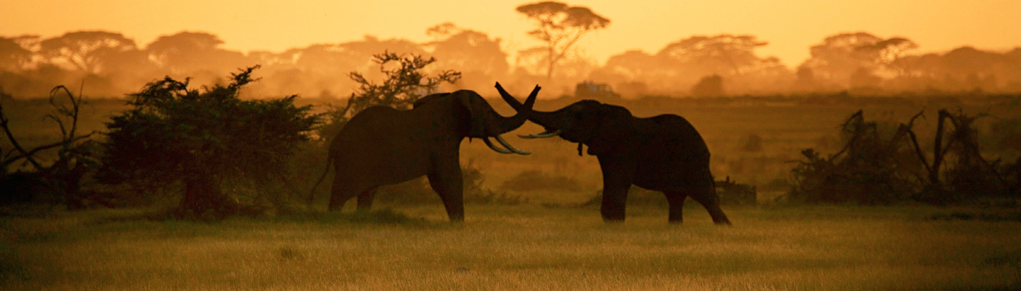 Find rejser til Afrika | Spies